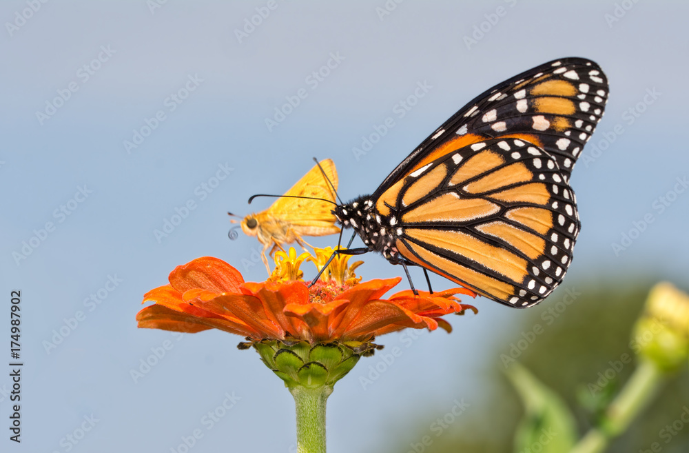 Blue Butterfly On Orange Flower