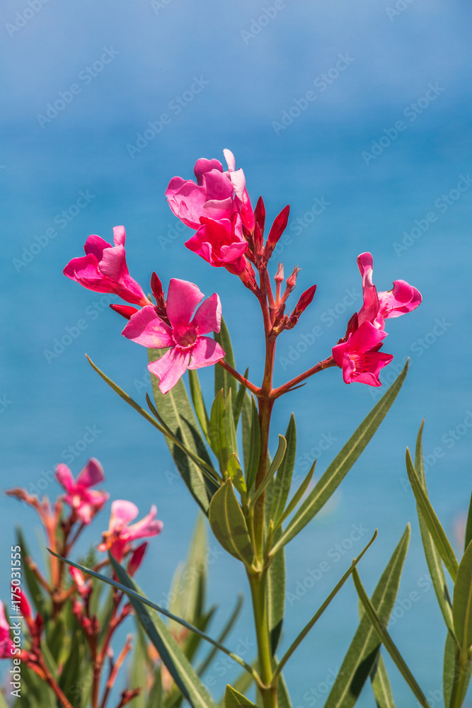 Blue Oleander Flower