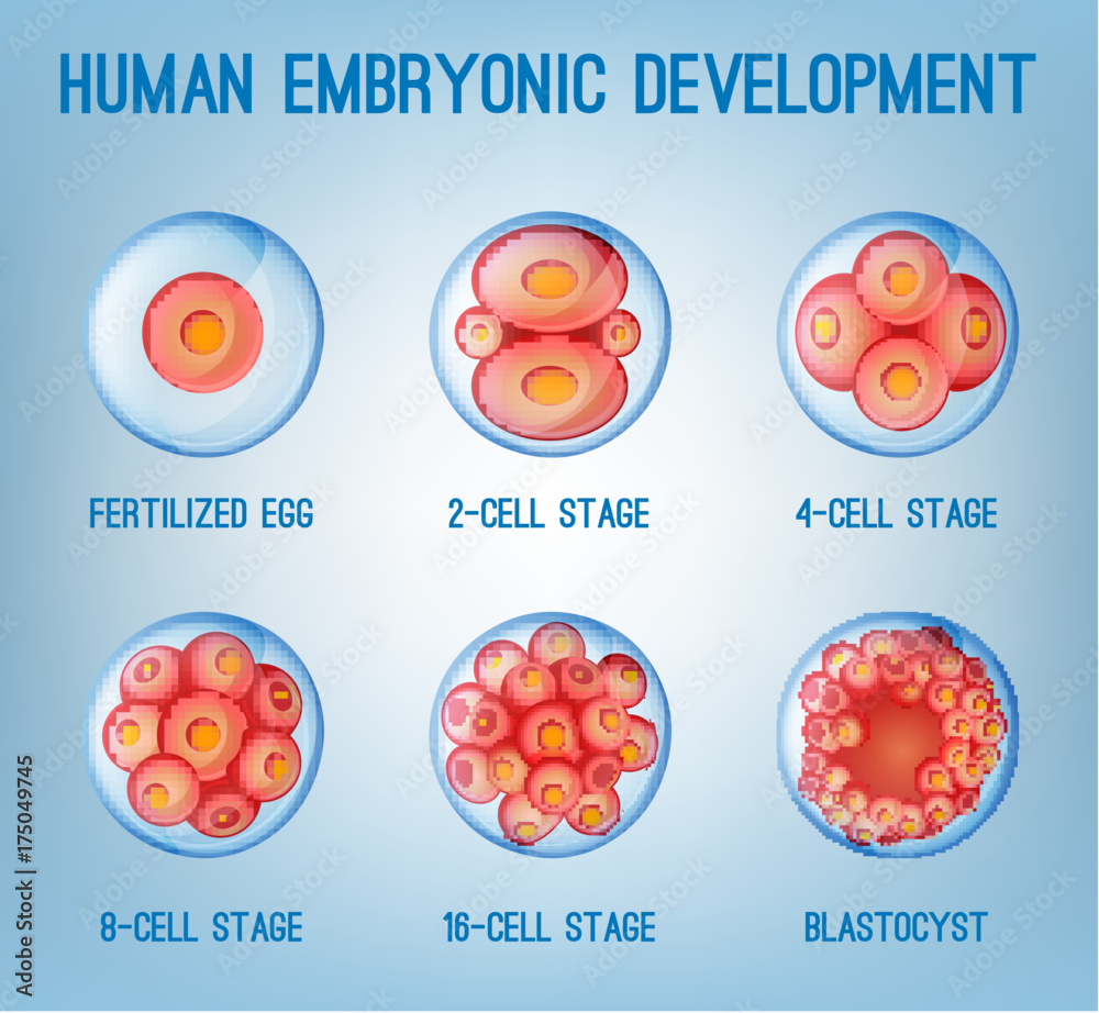 Embryo Development Image Stock Vector | Adobe Stock