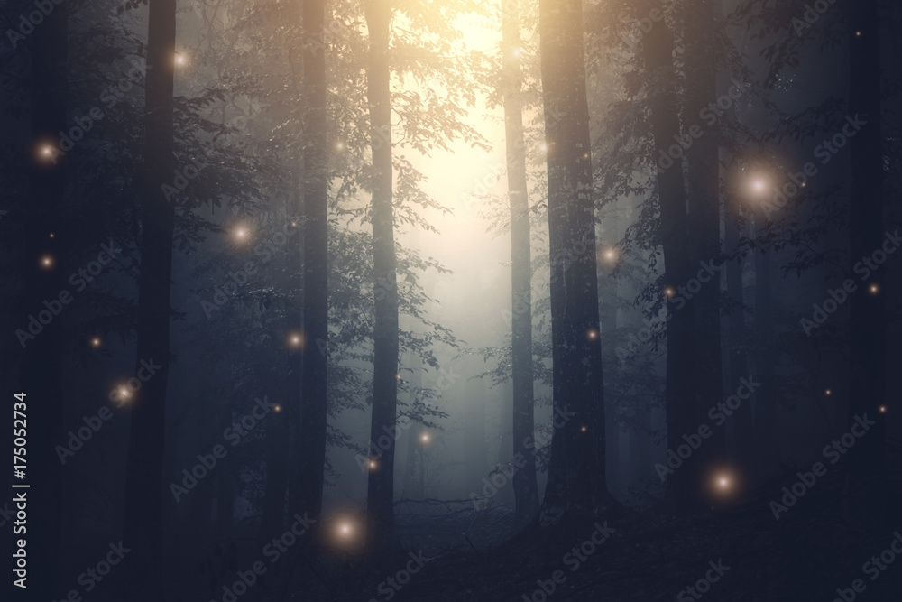 magical forest with sparkles at sunset Stock Photo | Adobe Stock