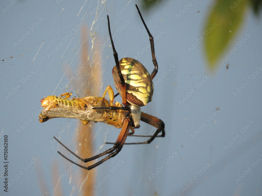 Zipper spider, garden spider, large spider with black and yellow body ...