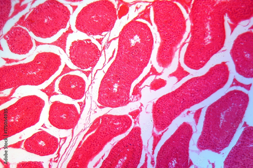 Testicle Cells under the Microscope Stock Photo | Adobe Stock