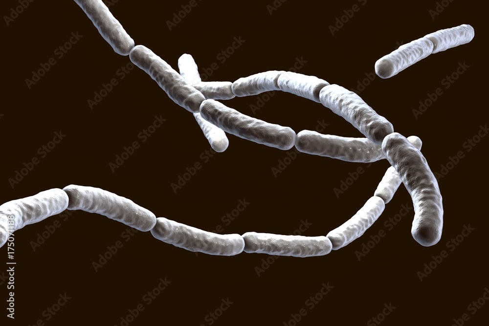 Bacillus subtilis, gram-positive bacteria, non-pathogenic for humans ...