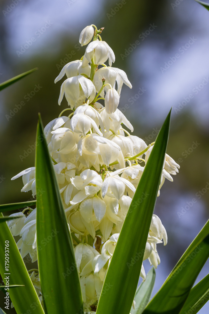 Yucca Gigantea - Flor de Itabo Stock Photo | Adobe Stock