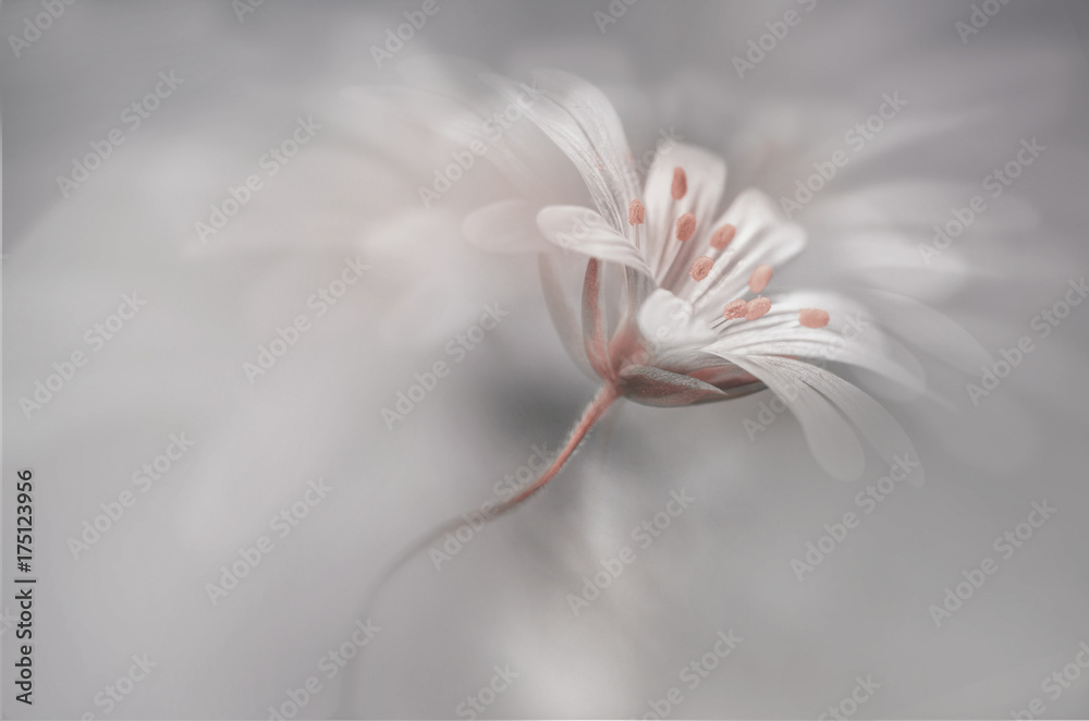 single white flower on a surreal background Stock Photo | Adobe Stock