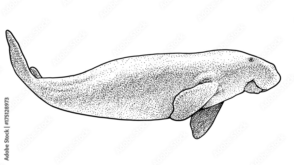 Sea cow illustration, drawing, engraving, ink, line art, vector Stock ...