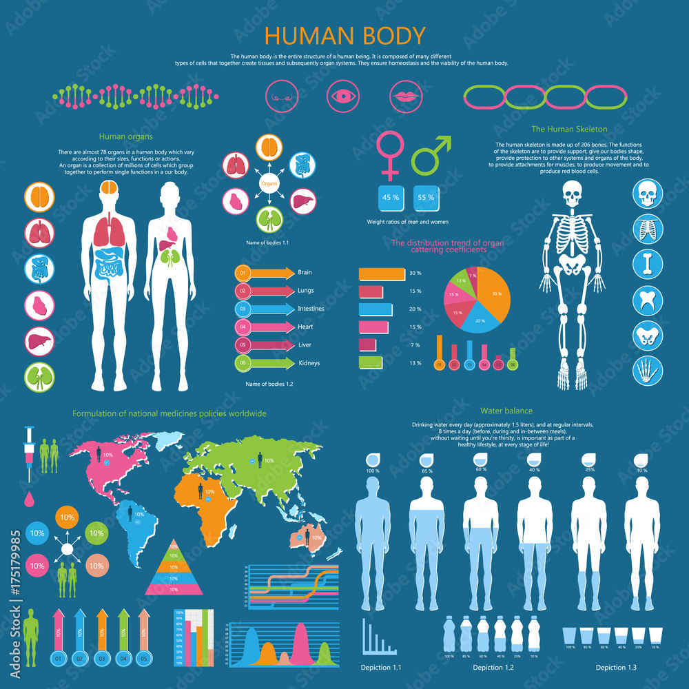 Human Body Detailed Infographic with Statistics Stock Vector | Adobe Stock