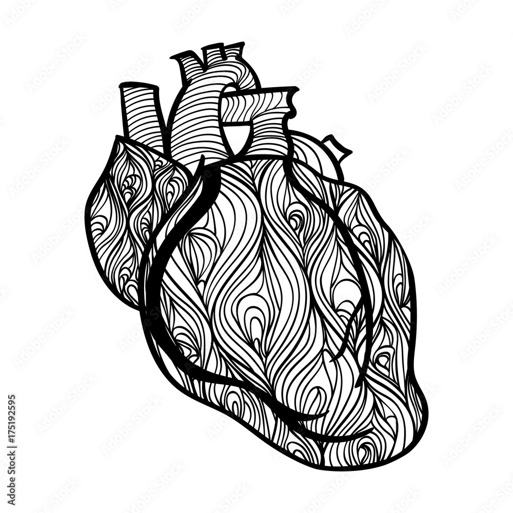 Black and white vector of human heart. Hand drawn doodle decorated with ...