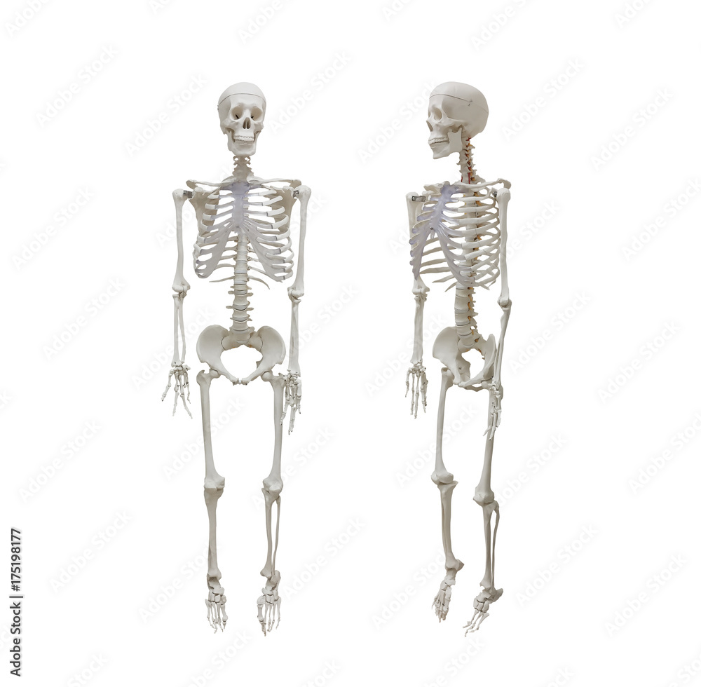 Human skeleton isolated on white background, healthcare and medical ...