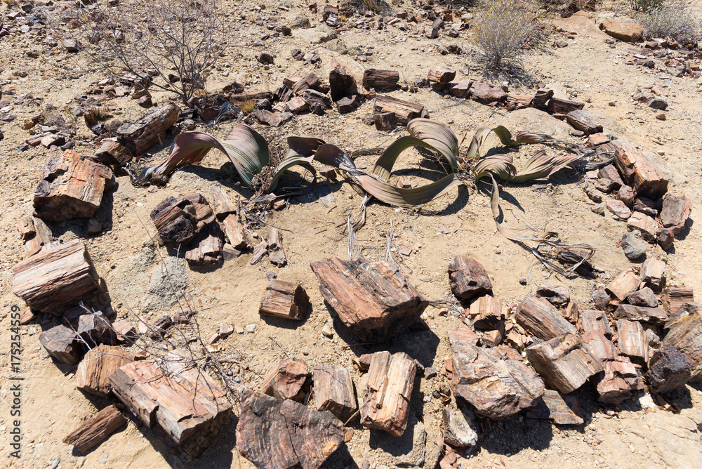 Petrified and mineralized tree trunk in the famous Petrified Forest ...