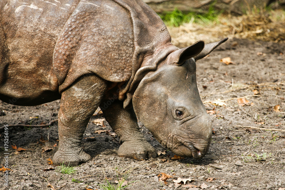 Baby Indische neushoorn snuffelt op de grond Stock Photo | Adobe Stock
