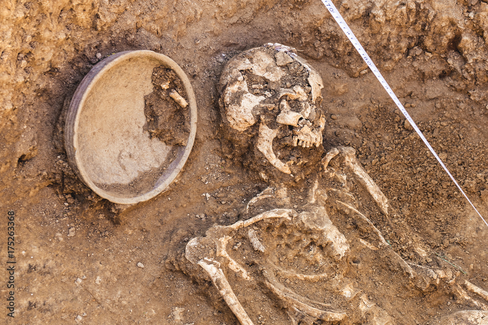 Archaeological excavations. research on human burial, skeleton, skull ...