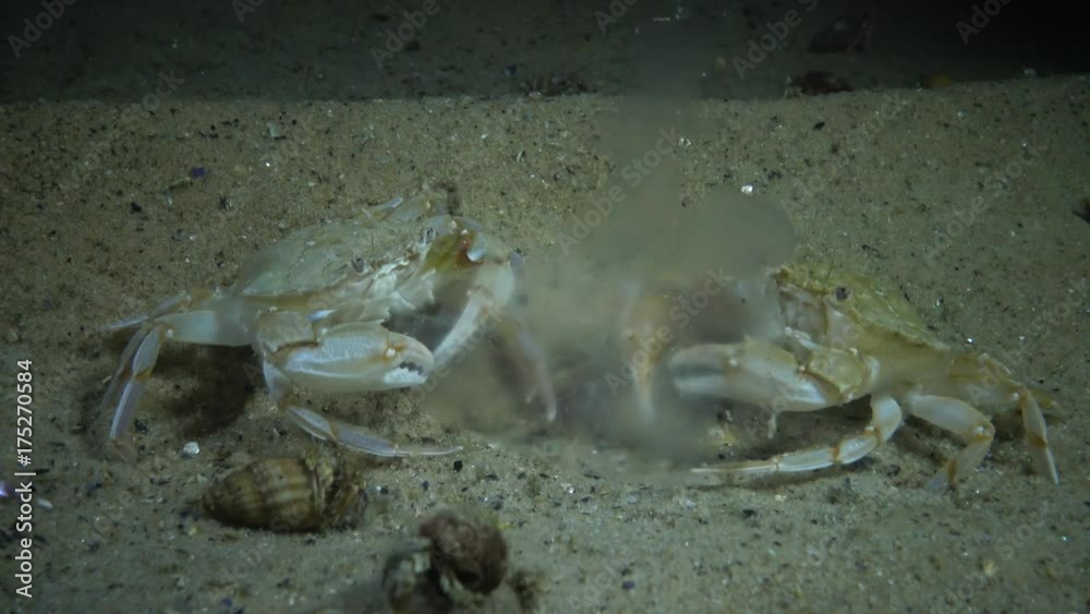 Crabs of the Redfish (Macropipus holsatus) eat jellyfish Aurelia aurita ...