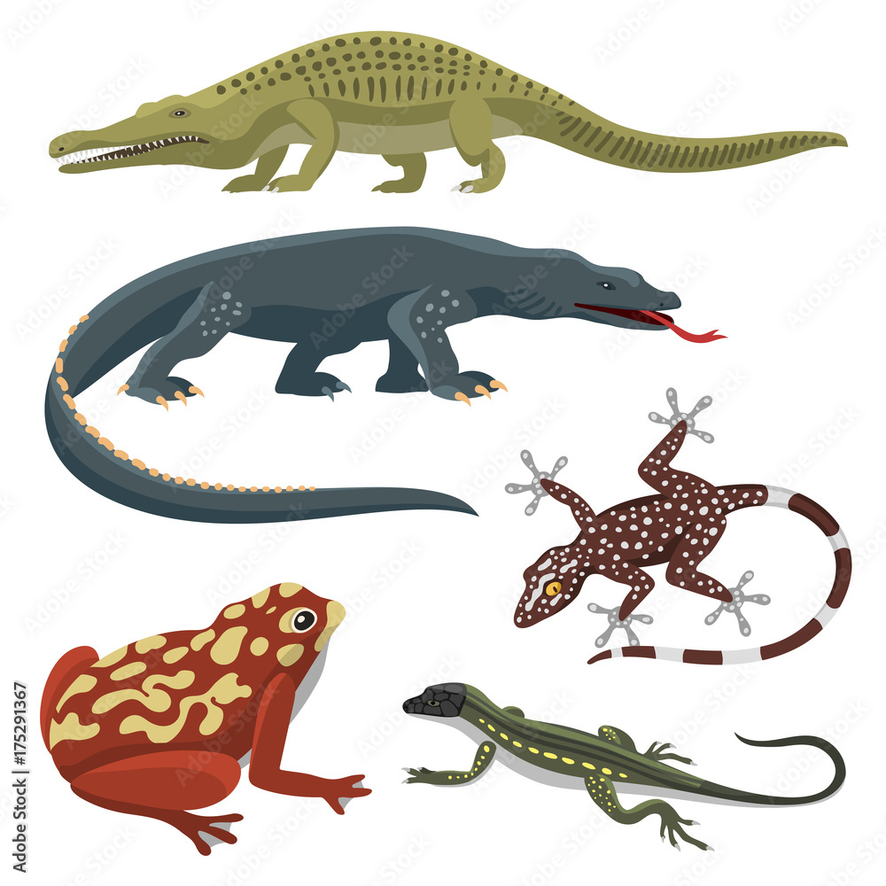 Reptile and amphibian colorful fauna vector illustration reptiloid ...