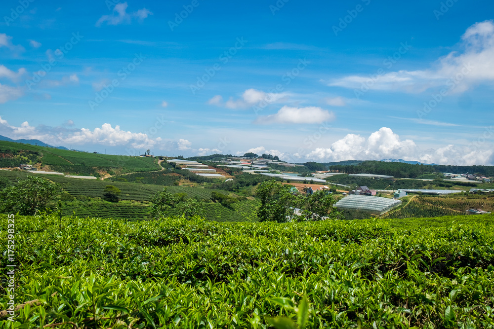 Cau Dat green tea hills in Dalat, Vietnam. Cau Dat green tea hill is ...