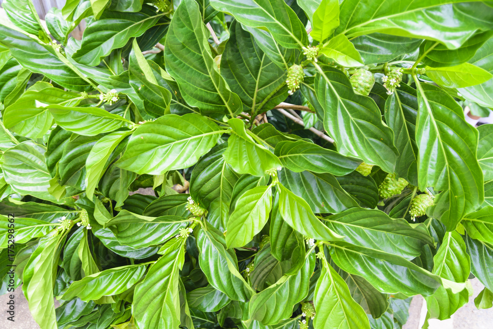 Noni tree top view.Fruit or herb background.Zoom in Stock Photo | Adobe ...