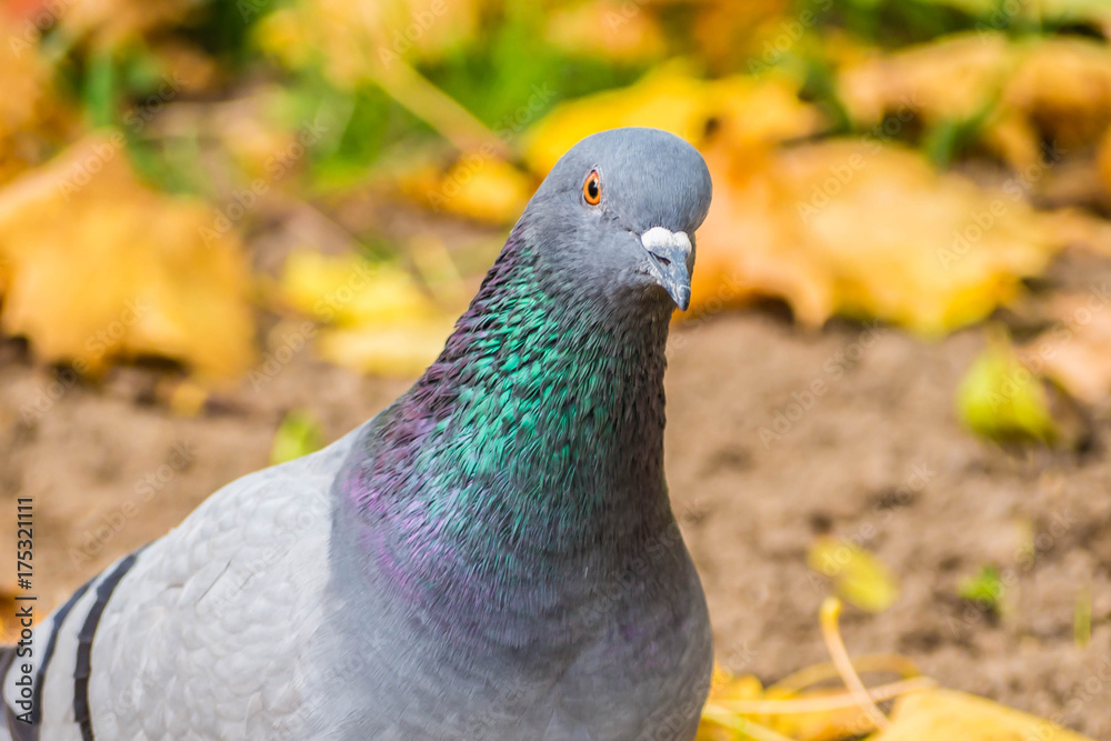 Portrait of dove in autumn leaves. Bird view close. Pigeon season ...