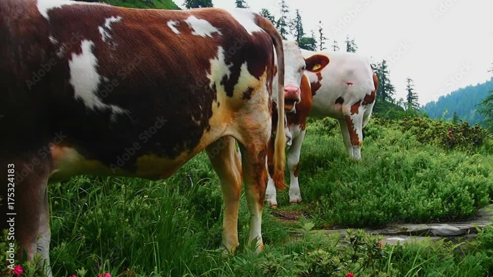 Cows pasture in the nature Stock Video | Adobe Stock
