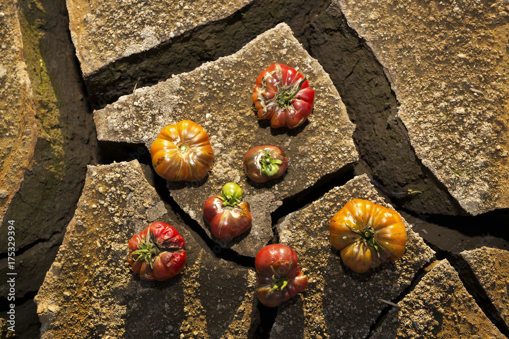 drought in reservoir by climate change with immature tomatoes Stock ...