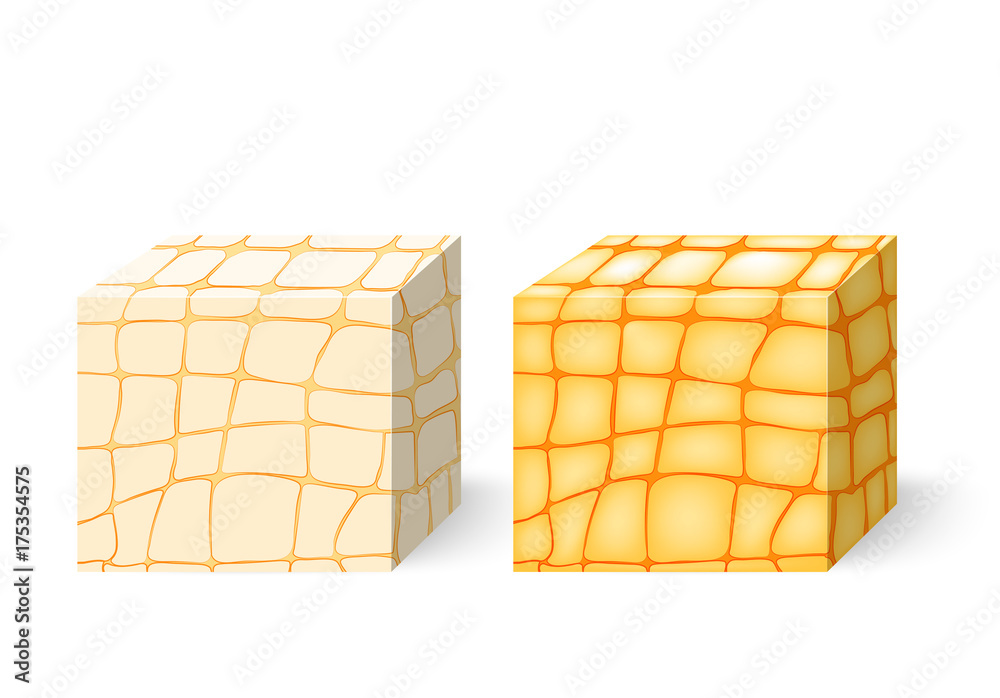 fat tissue. Vector illustration for your design and medical use ...