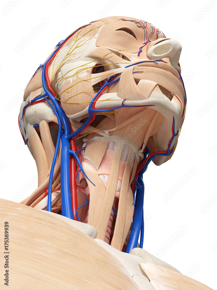 3d rendered medically accurate illustration of the head and neck ...