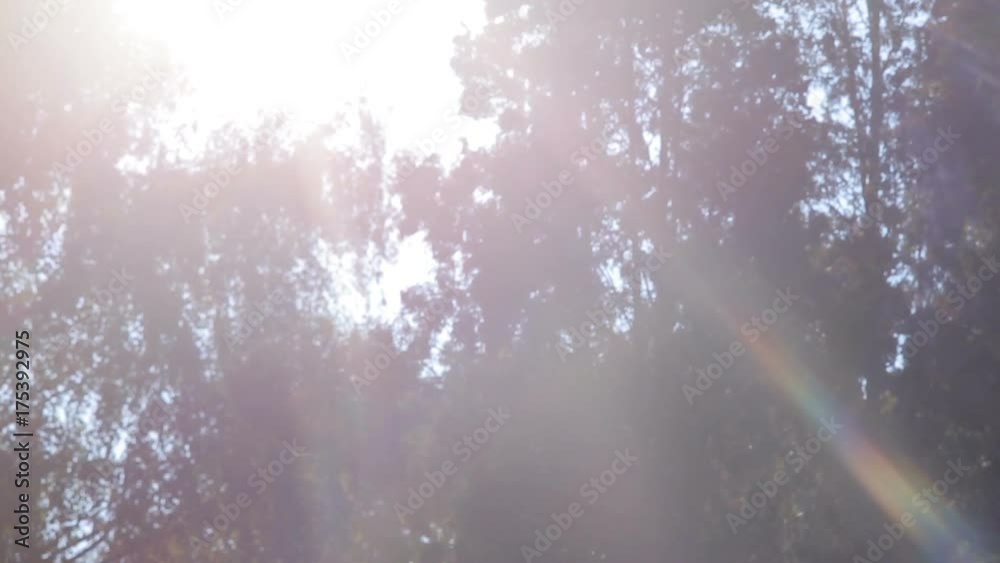 Sunlight and lens flare,tree leaves Stock Video | Adobe Stock