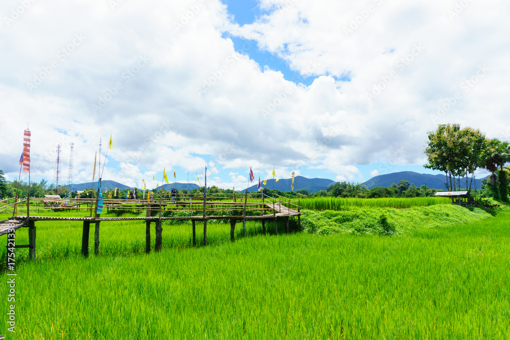 beautiful Rural bamboo bridge across the rice paddy fields with blue ...
