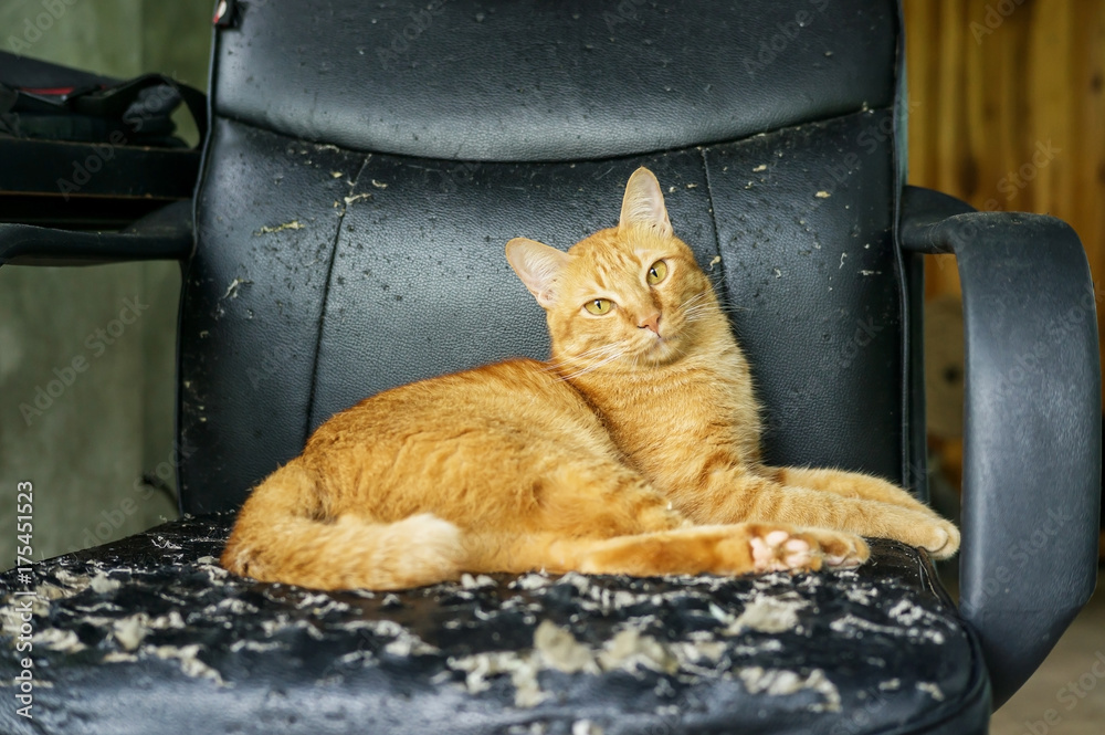 Red cat sitting on a chair was a scratch from a cat. Stock Photo ...