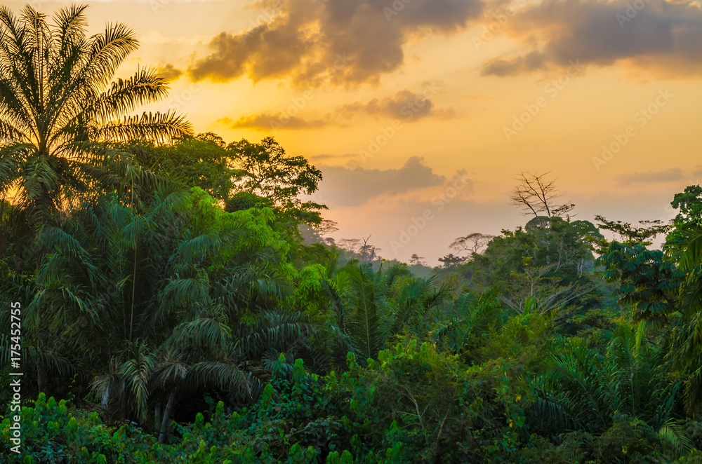 Beautiful lush green West African rain forest during amazing sunset ...
