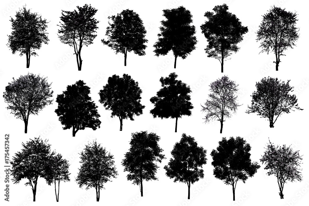 Collection Of Silhouette Of tree Isolated On White Background Stock ...