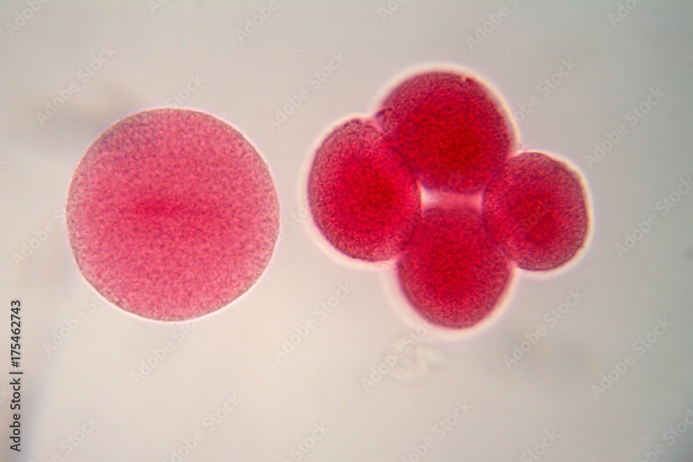 Egg cells under the microscope. Stock-Foto | Adobe Stock