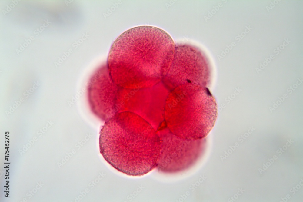 Egg cell under the microscope. Stock Photo | Adobe Stock