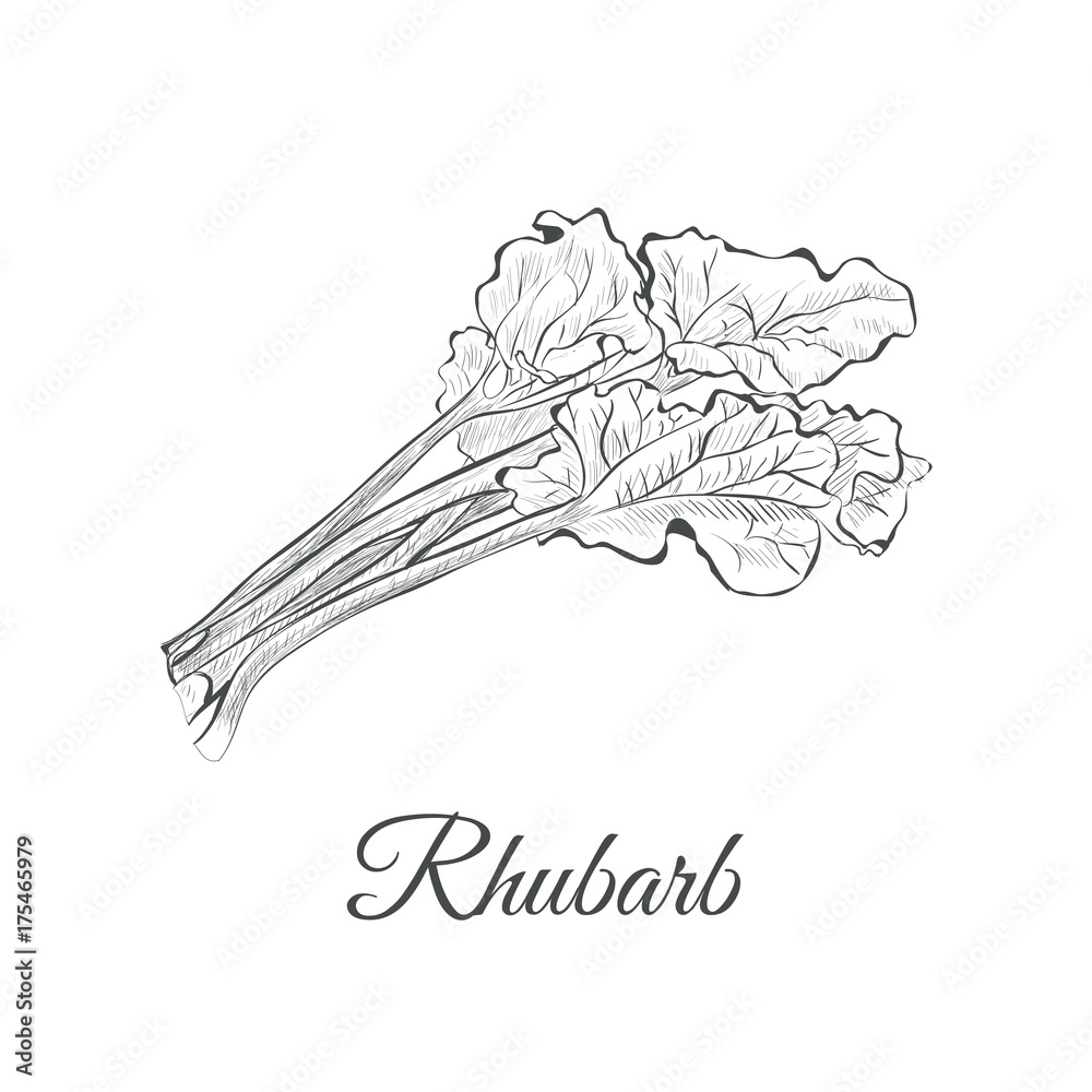 rhubarb sketch hand drawing. rhubarb vector illustration pieplant Stock ...