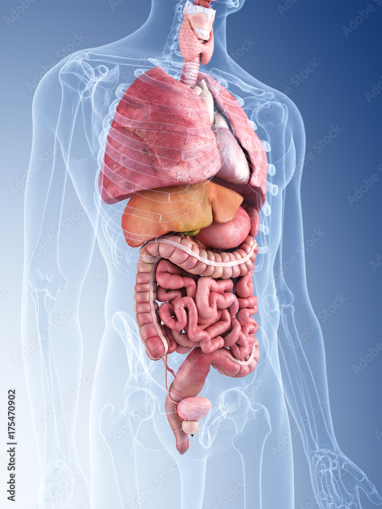 3d rendered medically accurate illustration of the human organs Stock ...