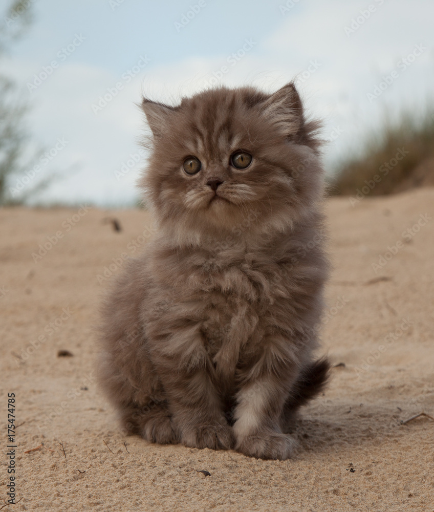 Sand Colored Kitten