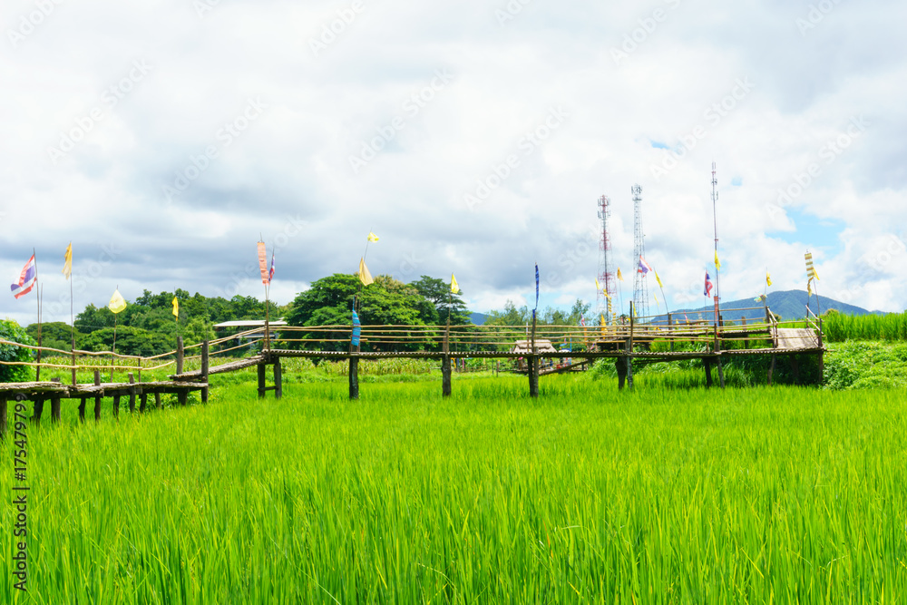 beautiful Rural bamboo bridge across the rice paddy fields with blue ...