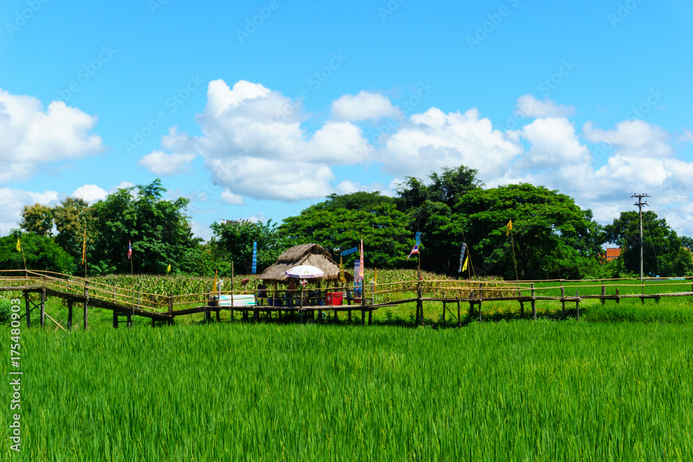 beautiful Rural bamboo bridge across the rice paddy fields with blue ...