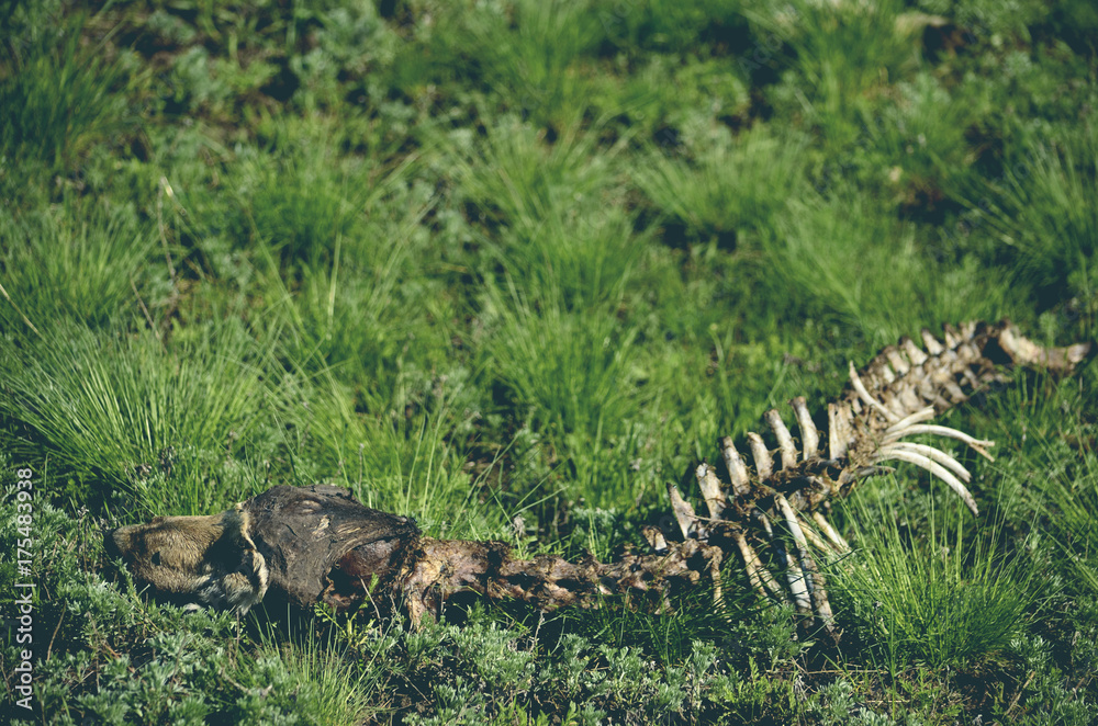 The dog's skeleton. A dead dog. Decaying remains of animals. Attack of ...