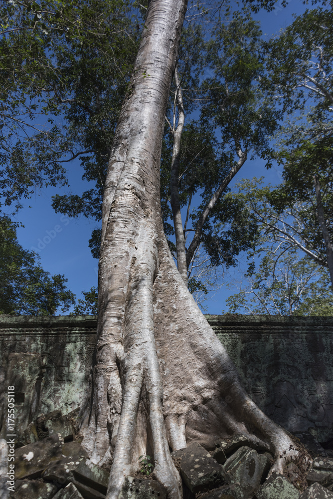 Spung tree at Ta Prohm Temple, Angkor Archaeological Park, Krong Siem ...