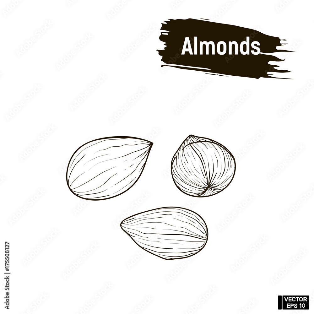 Outline image of almonds. Stock Vector | Adobe Stock