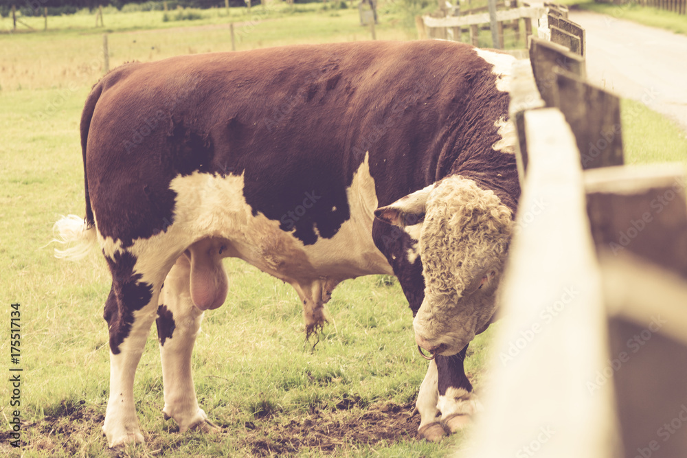 Simmental Bull very close to the fence close to Lacock village ...