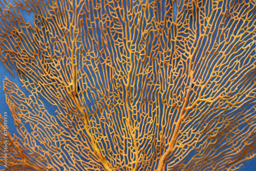 yellow coral reff background texture Stock Photo | Adobe Stock