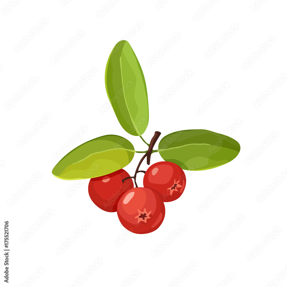 Wild Berries Clip Art