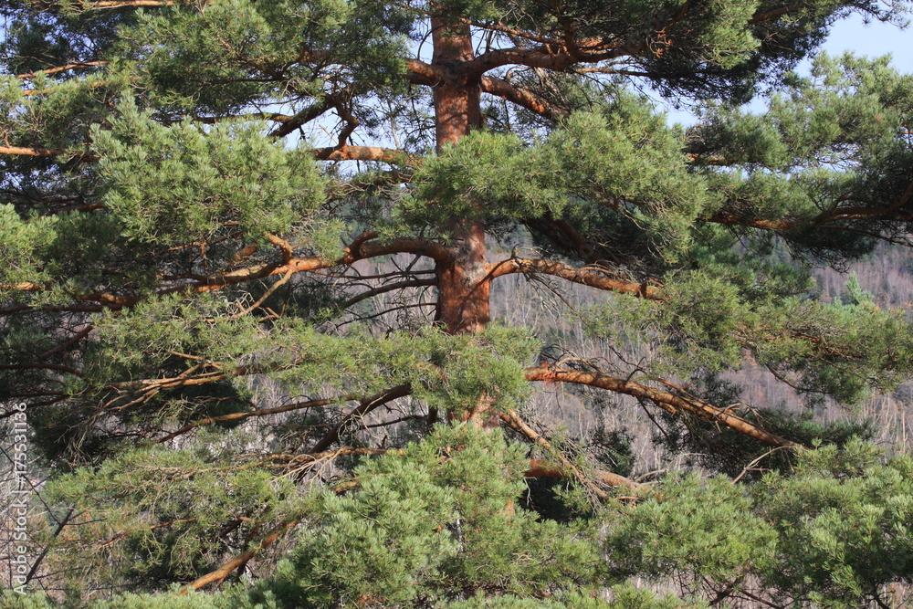 Scots pine in Pyrenees, Pinus sylvestris Stock Photo | Adobe Stock