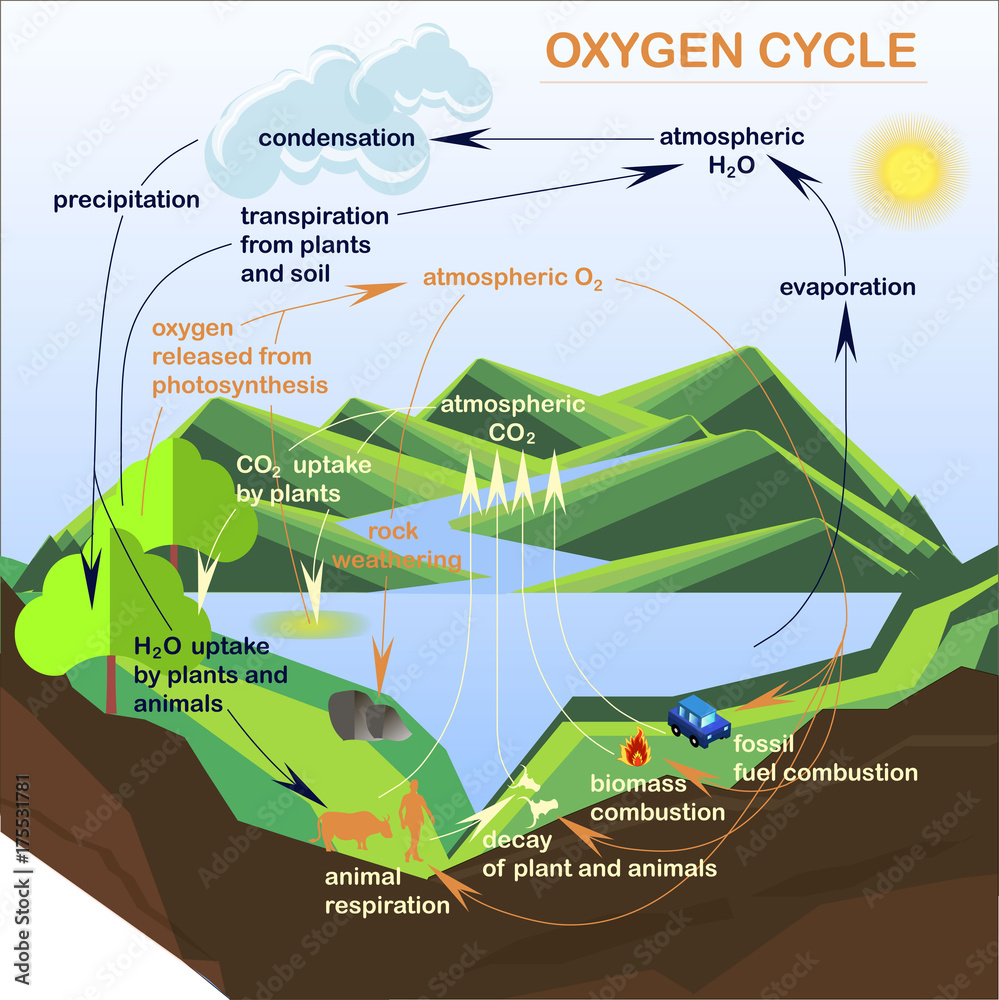 Scheme of the Oxygen cycle, flats design stock vector illustration ...