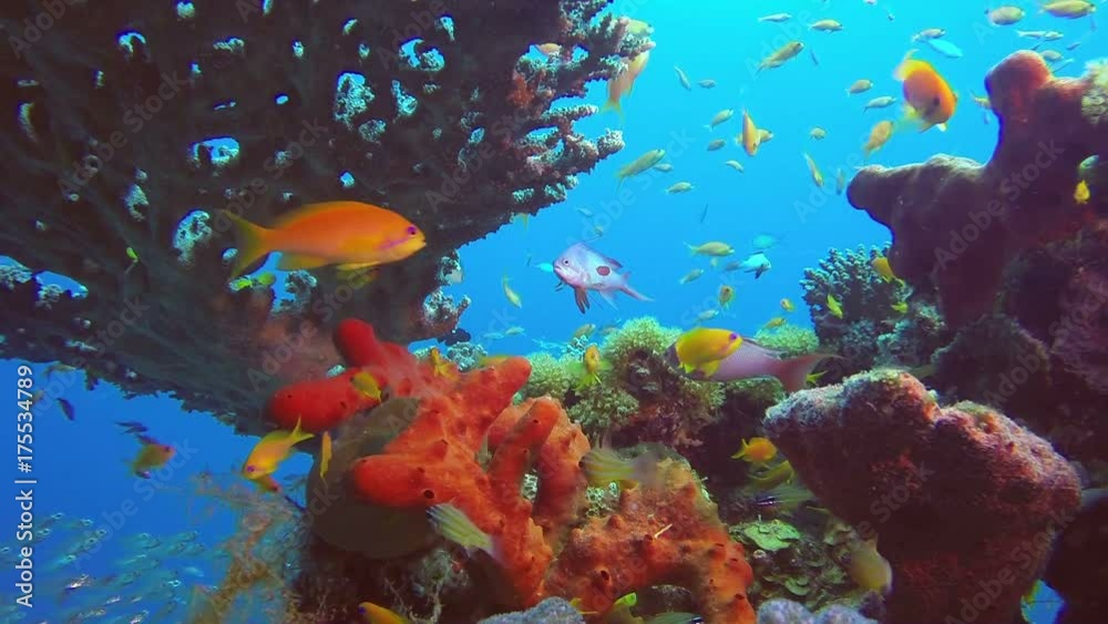 Underwater Beautiful Marine Life. Picture of beautiful underwater ...