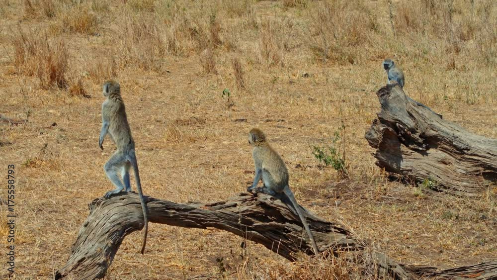 Vervet monkeys shouting at a leopard detected in a tree, signaling ...