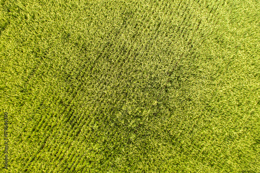 topview paddy field in Thailand , rice field green background texture ...
