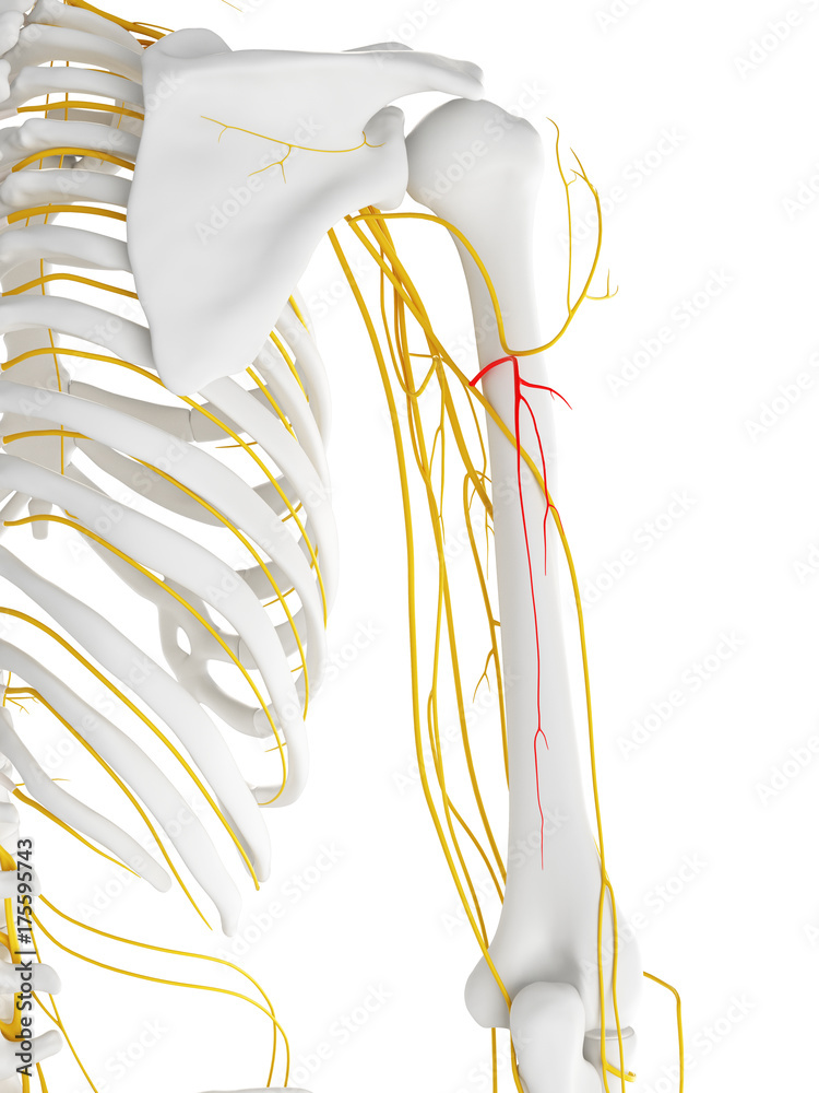 3d rendered medically accurate illustration of the Posterior Brachial ...