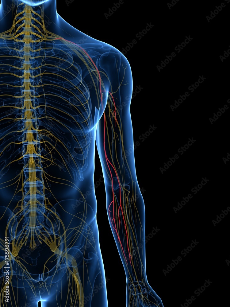 3d rendered medically accurate illustration of the Medial Antebrachial ...